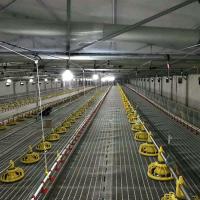 China New Poultry Farm Drinking System Caged Chicken House Watering Systems for sale