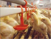 China Chicken Coop Watering System Poultry Drinking Line Parts Feeder Drinker for sale