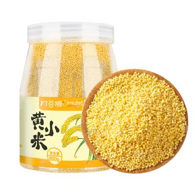 China Premium Yellow Millet 800g for sale