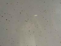 China Beige Quartz Stone Slab 3000x1400mm with Shell Design for Home and Hotel Decoration for sale