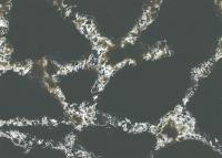 China High Density Black Quartz Stone Worktop - 2.45g/cm³ Density, 6.5 Mohs Hardness, Weather Resistant Surface for sale
