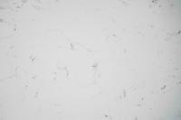 China Artificial Cararra White Quartz Stone For Kitchentop/ Building Material With SGS Standards for sale