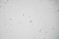 China Artificial Quartz Stone Cararra White Quartz Slab For Kitchen Benchtop And Island for sale