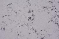 China Hight Light Grey Customized Quartz Laminate Sheets 3200*1600*20MM for sale
