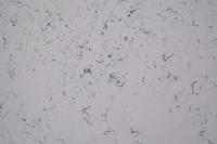 China Hight Light Grey Customized Quartz Laminate Sheets 3200*1600*20MM for sale
