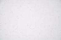 China Cararra Grey Quartz Stone Resistance Scratch Easy Clearing For Indoor Projects for sale