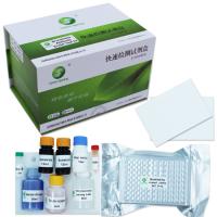 China Antibody Brucella Brucellosis Diagnostic ELISA Kit  For Bovine Sheep Pig ISO9001 for sale