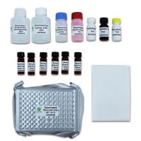 China Deoxynivalenol Medical Diagnostic ELISA Kits 2ppb For Feed 96 Wells/Kit Sensitivity for sale