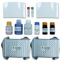 China Parvovirus Antibody Diagnostic Porcine Test Kit 192Wells/Kit PPV for sale