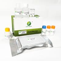 China Mycoplasma Hyopneumoniae (MHP) Mycoplasma Test Kit Antibody ELISA 96 Wells/Kit for sale