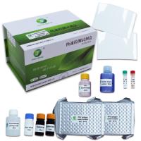China ISO9001 Diagnostic Porcine Veterinary Test Kit 192 Wells Per Kit PPV for sale