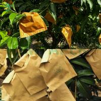 China Yellow Outer Smooth Black Inner Matte Mango Fruit Bag Paper Waterproof for sale