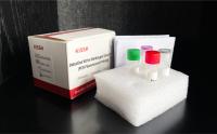 China CE Detection Kit PCR Fluorescence Probing for Monkeypox Virus DNA for sale
