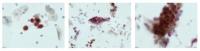 China KT5100 In Vitro Diagnostic Equipment ISH LCT Symphony Staining for sale