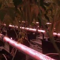 China 120W 150W Deep Red Grow Light Dual Channel Under Canopy LED Grow Light 4ft for sale