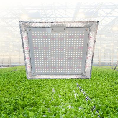 China Greenhouse Dimmable Quantum Board Grow Light For Grow Tent for sale