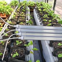 China Vertical Greenhouse Farming LED Grow Light Tubes 220V T8 T10 T12 4FT 18W 25W 36W 48W For Veg Bloom for sale