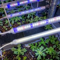 China 18W 20W 25W 28W 36W LED Grow Light Tubes Waterproof 3ft 4ft T5 T8 Lighting Fixture PVC Body for sale