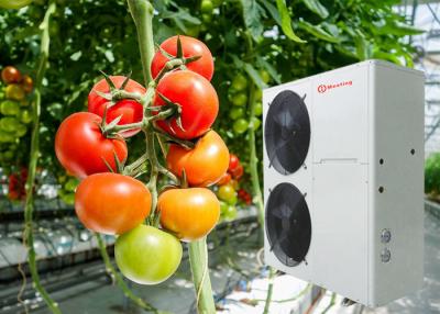China Farm Air To Water Heat Pump System Heating For Tomato Planting Greenhouse for sale