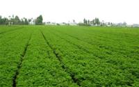 China High pure organic cell wall broken pine pollen powder in bulk for sale
