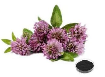 China China supply Red clover Extract powder Red Colver P.E. Isoflavones2.5% 8% 20% for sale