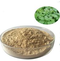 China High Quality Organic Gynostemma Pentaphyllum Extract Powder 80% Gypenosides for sale