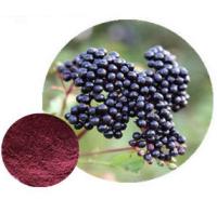 China 100% Natural Maqui Berry Fruit Powder for sale