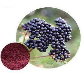 China 100% Natural Maqui Berry Fruit Powder for sale