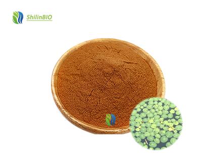 China Duckweed Powder 10:1 Extract 80 Mesh Flavonoid Rich Botanical Supplement for sale