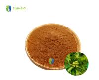 China Gymnema Sylvestre Leaf Extract 25% 75% Gymnemic Acid Powder for Blood Sugar Support for sale