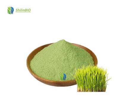 China Barley Grass Juice Powder 40-80 Mesh Green Superfood Chlorophyll Rich Extract for sale