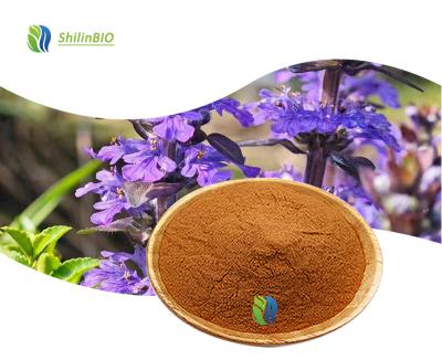 China Ajuga Turkestanica Extract Powder 2%-10% Turkesterone for Sports Nutrition Supplements for sale
