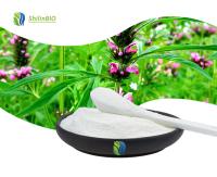 China Motherwort Herb Extract Stachydrine Hydrochloride 98% Purity White Powder 80 Mesh for sale