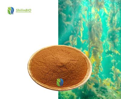 China 10% Fucoxanthin Powder Pure CAS 3351-86-8 Food Grade Brown Algae Extract 80 Mesh for sale