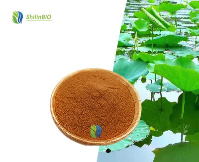 China Nuciferine 10% Lotus Leaf Extract Powder CAS 475-83-2 Folium Nelumbinis 80 Mesh for sale