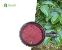China Wholesale 98% Celastrol Tripterygium Wilfordii Extract Powder CAS 34157-83-0 for sale