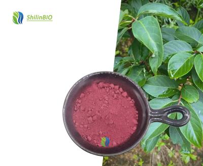 China Wholesale 98% Celastrol Tripterygium Wilfordii Extract Powder CAS 34157-83-0 for sale