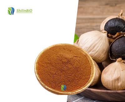 China Black Garlic Powder 10:1 Extract 1% Polyphenols Food Grade Antioxidant Supplement for sale
