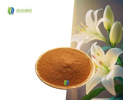 China Food Grade Lily Extract Powder 10:1 Concentrate for Herbal Supplements and Beverages for sale