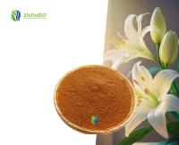 China Food Grade Lily Extract Powder 10:1 Concentrate for Herbal Supplements and Beverages for sale