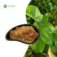 China High Quality 10:1 20:1 Mulberry Leaf Extract Powder Food Grade Herbal Extract for sale