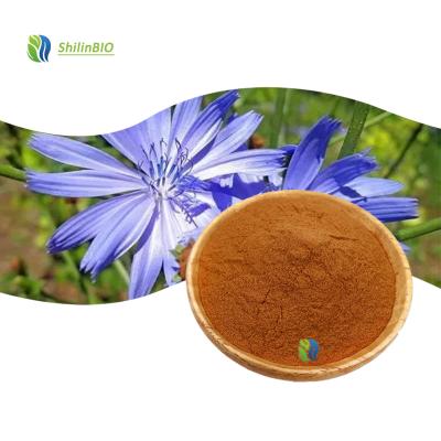 China High Quality 1%-4%  Cichoric Acid Powder CAS 6537-80-0 ISO/HACCP for sale
