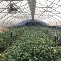 China Single Plastic PE Film Blackout Greenhouse with Black and White Film for Customized Size Herb Cultivation for sale