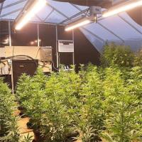 China Medical Herbs Growing Hydroponic Poly Tunnel Agriculture Greenhouse Auto Light Deprivation Blackout Greenhouse for sale