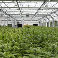 China Medical Herbs Growing Commercial Automated Agriculture Poly Tunnel Light Deprivation Blackout Greenhouse for sale