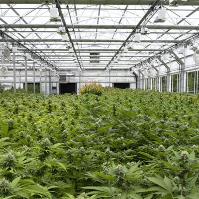 China Medical Herbs Growing Commercial Automated Agriculture Poly Tunnel Light Deprivation Blackout Greenhouse for sale
