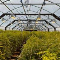China Automatic 100% Blackout Medical Growing Single Span Light Deprivation Greenhouse With Blackout System for sale