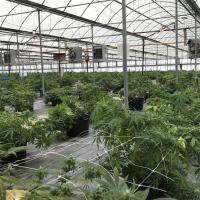 China Plastic Film Tunnel Agriculture Automated Medical Growing Greenhouse With Blackout System Light Deprivation Greenhouse for sale