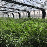 China Herb Growing Automatic Blackout Greenhouse Light Dep 100% Shading PE Covering for sale