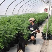China 100% Shading Auto Light Deprivation Greenhouse Length 30-45ft for sale